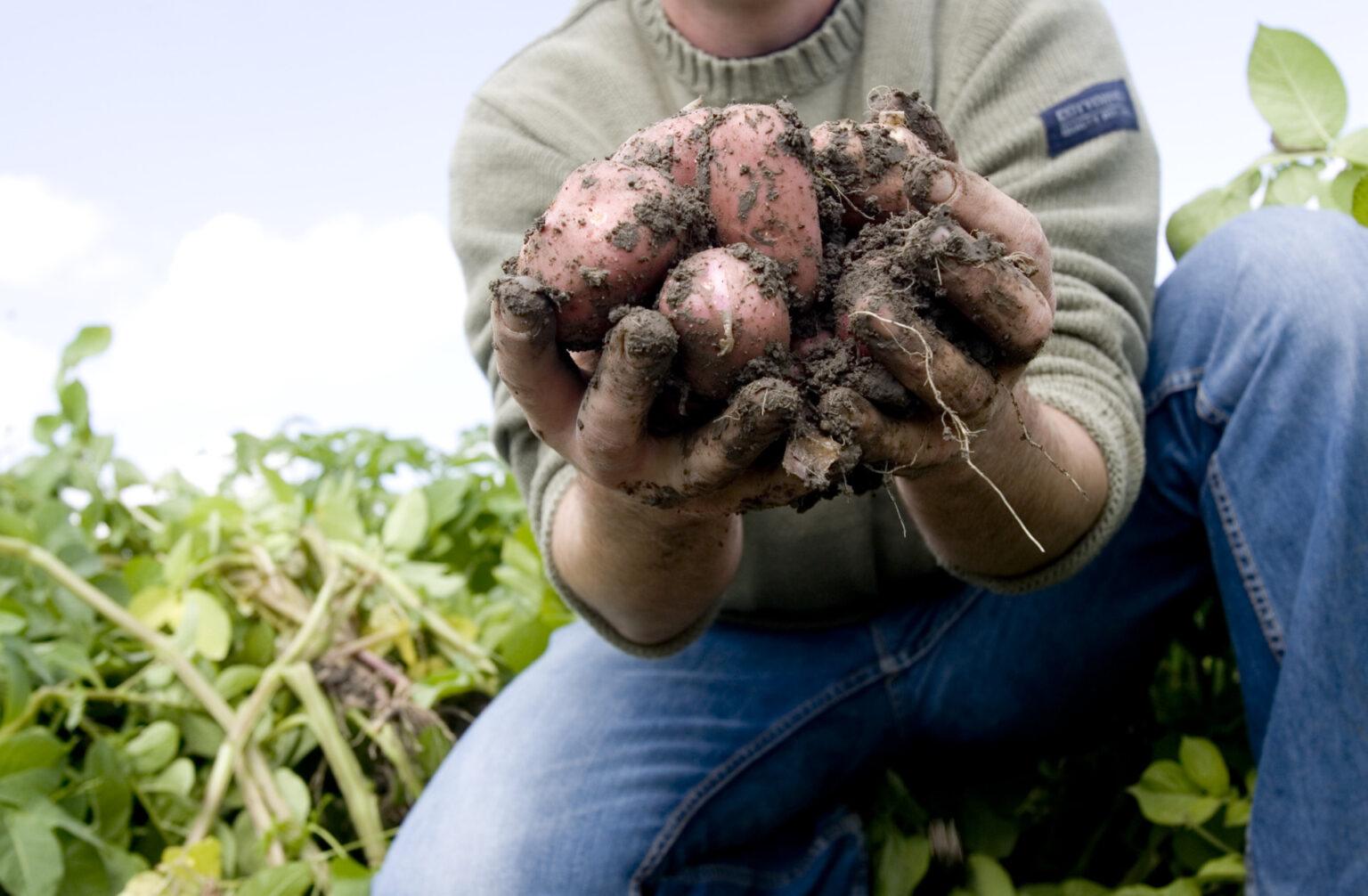 AgroVision Crops | BE-NL - AgroVision