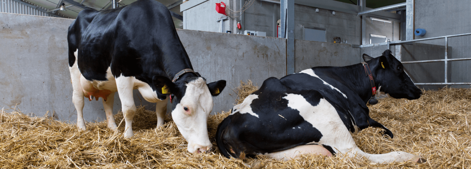 Une nouvelle connexion entre AgroVision Cows et VETWERK améliore la ...