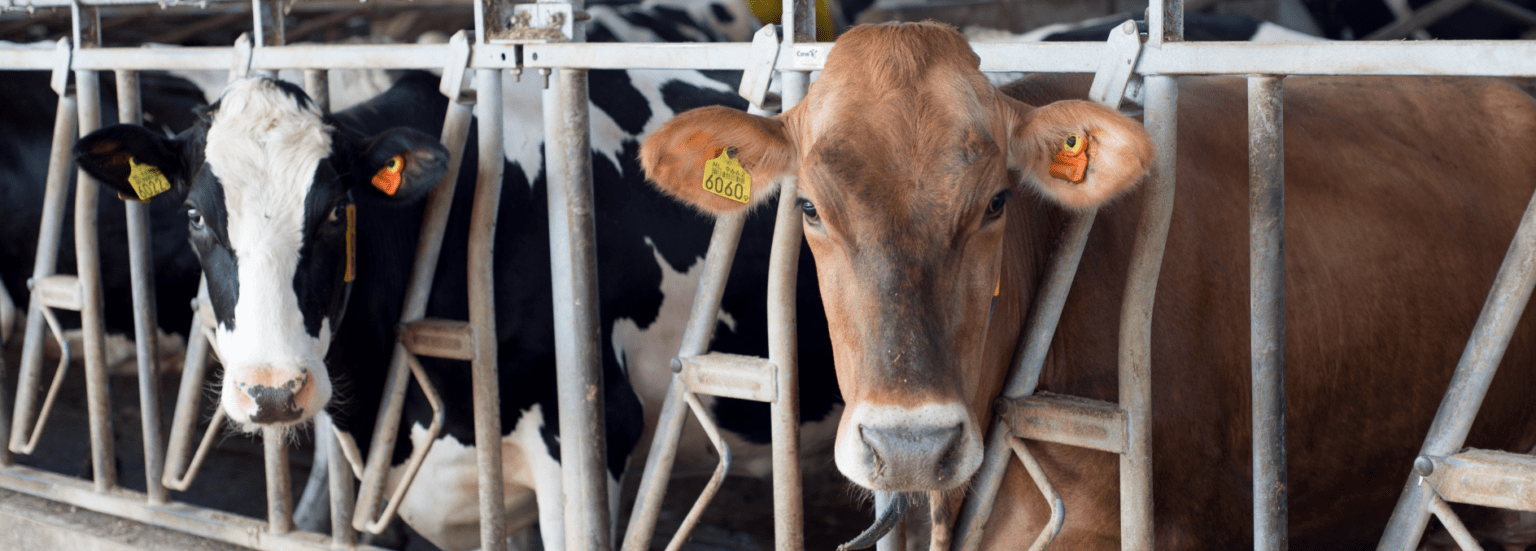 Nouveau Tableau de bord Cowmanager - AgroVision