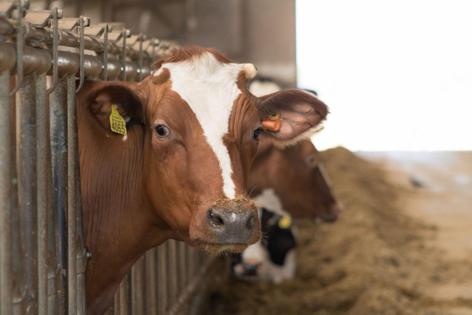 CowManager | Nutrition - AgroVision