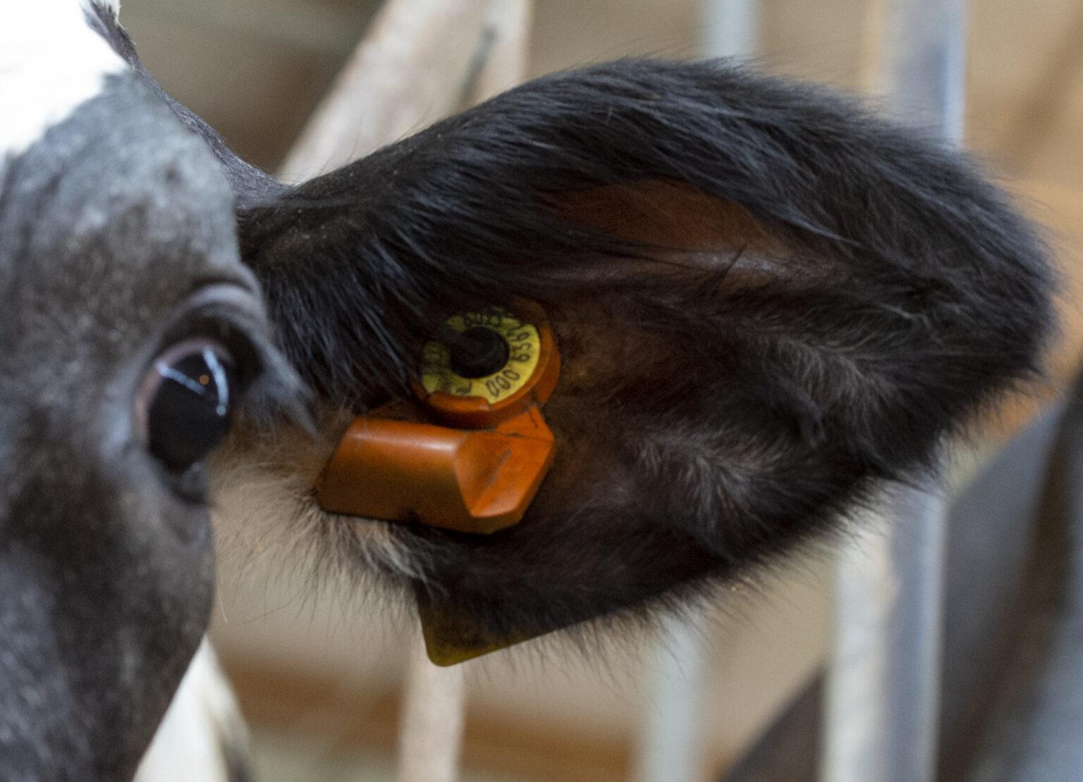 CowManager - AgroVision