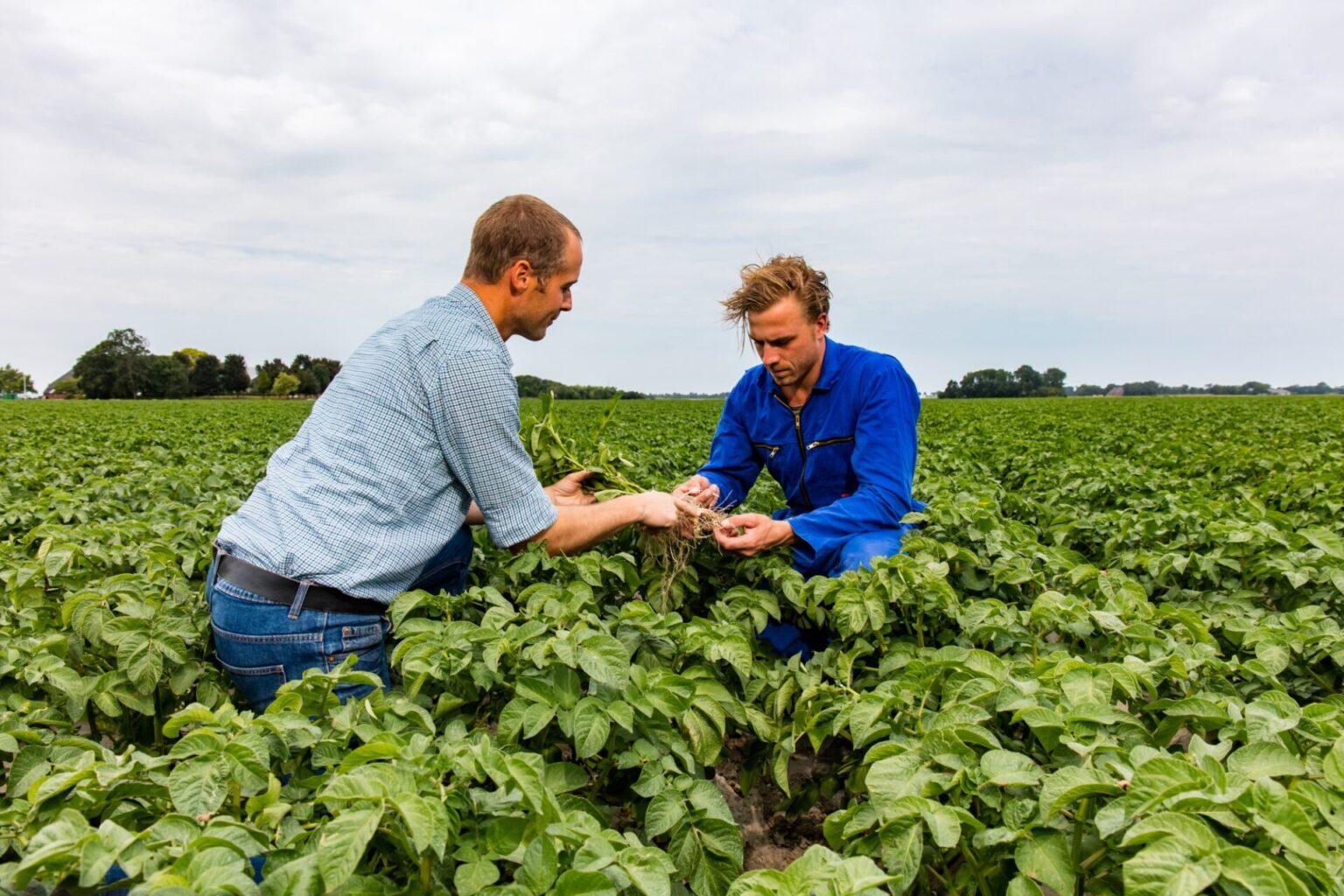 AgroVision Crops Ziekteadvies: altijd een stap vooruit - AgroVision