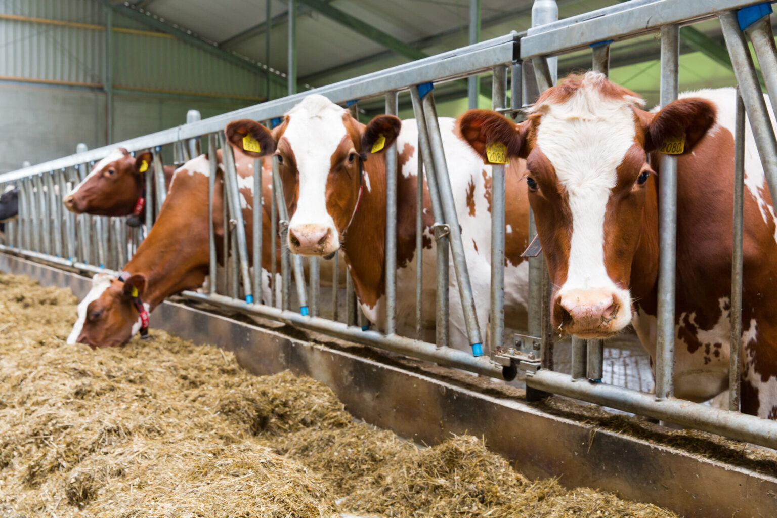 Onze producten - AgroVision